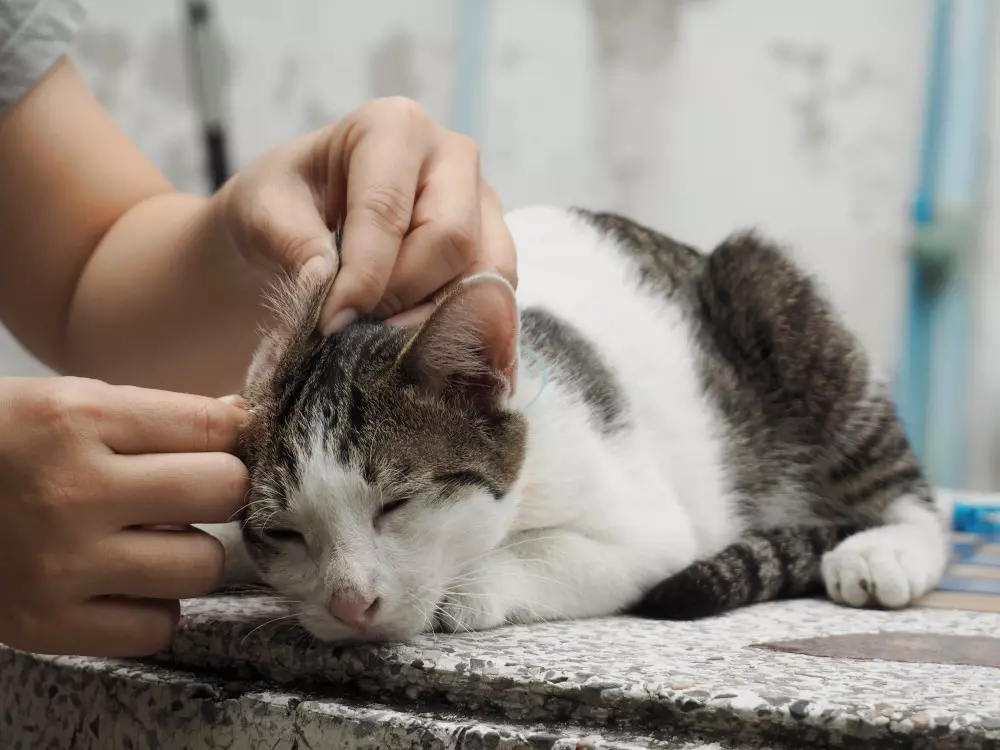 Gocce per le orecchie per gatti - farmaci per il trattamento 230_1