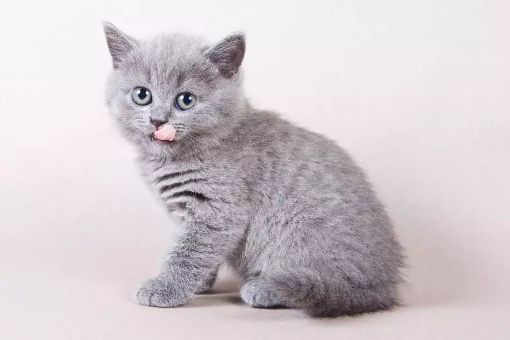 Gotas para los oídos para gatos: medicamentos para el tratamiento. 230_2