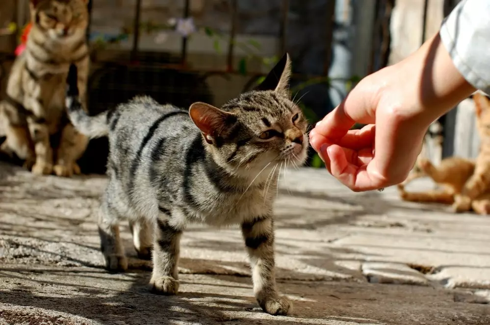 Che tipo di naso dovrebbe avere un gattino sano? 2312_2