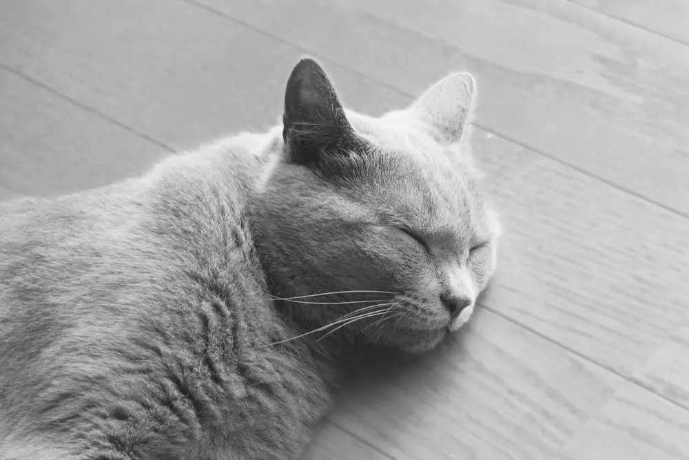6 powodów, dla których kot śpi na plecach - co to znaczy 2341_1
