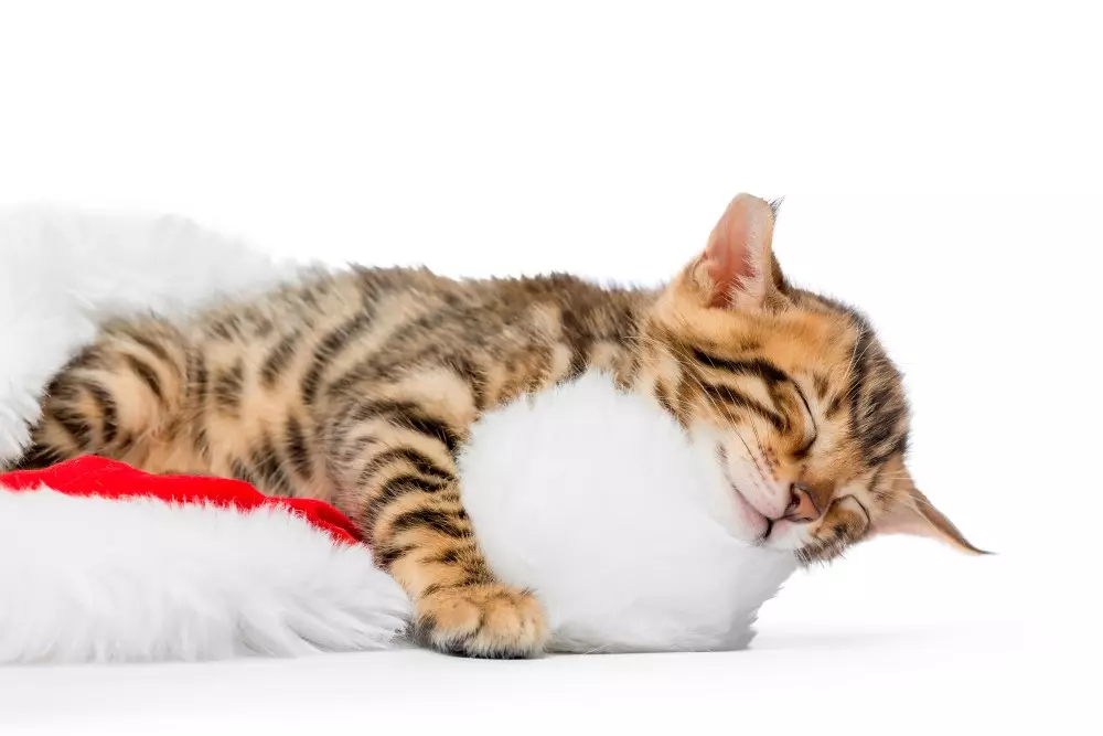 6 razlogov, zakaj mačka spi na hrbtu - kaj to pomeni 2341_2