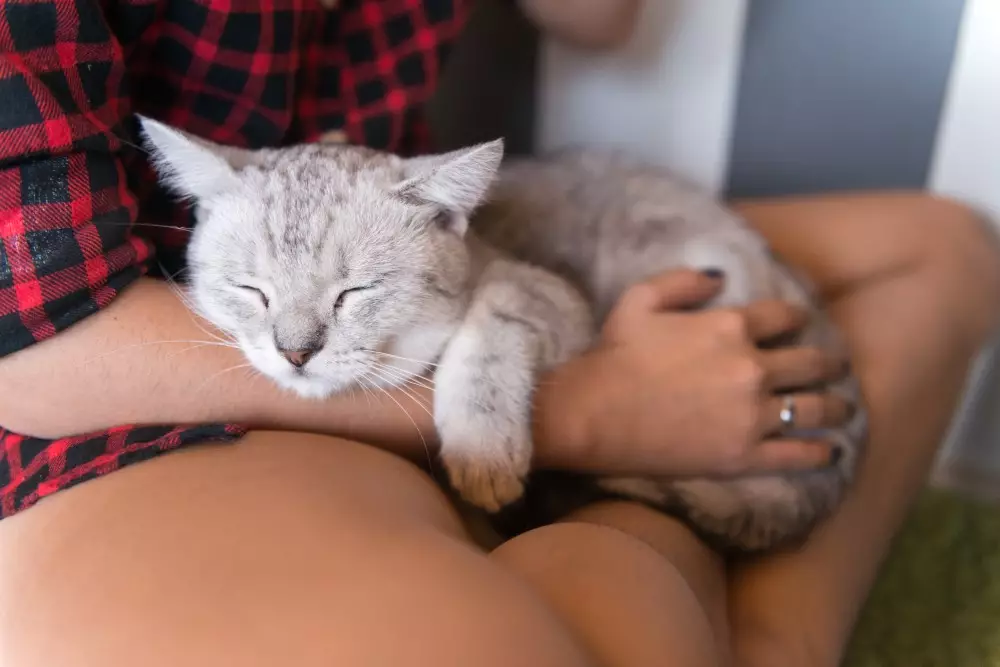 6 grunde til, at en kat sover på ryggen - hvad betyder det? 2341_3