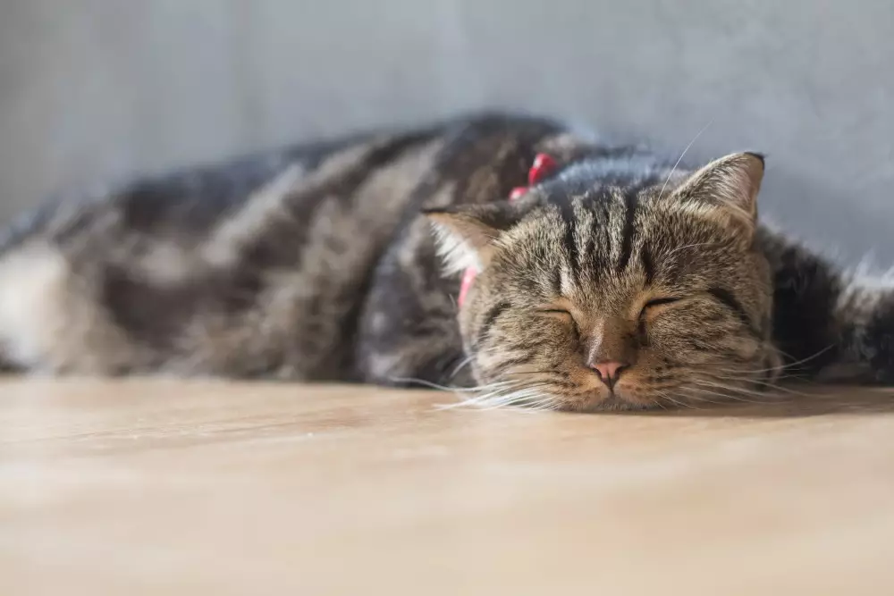 Kucing tidur dengan mata terbuka - alasan apa yang harus dilakukan 2348_1