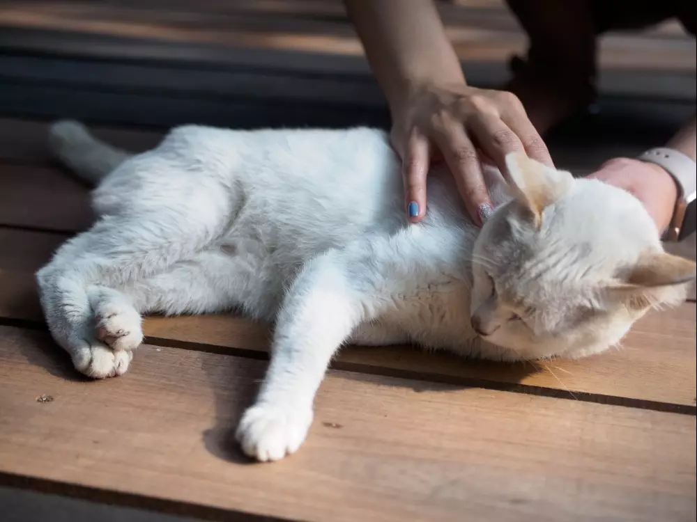 Vet op de buik van een kat: redenen en wat te doen 247_2