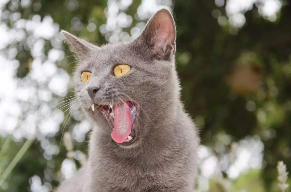 7 vroege symptomen van hondsdolheid bij katten 250_2