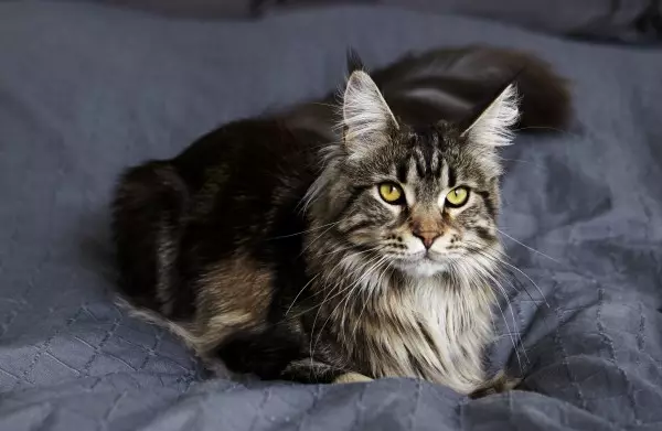 Waxa la quudiyo Maine Coon: TOP 5 astaamaha nafaqada 264_2