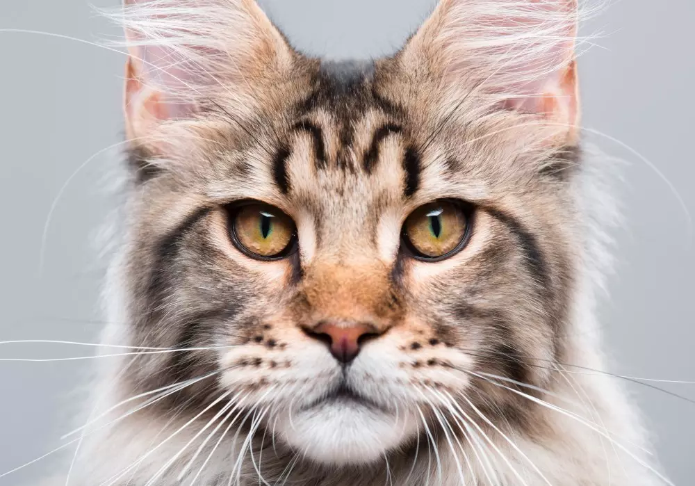 Wat fir de Maine Coon ze ernähren: TOP 5 Ernärungsfeatures 264_5