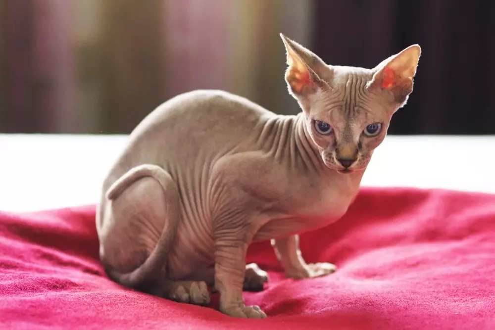 TOP 11 kagiliw-giliw na mga katotohanan tungkol sa Sphynx pusa 26_10