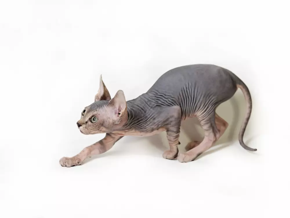 TOP 11 fakta menarik mengenai kucing Sphynx 26_8