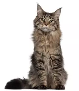 Maine Coon ni awọn oṣu 7: iwuwo, itọju ati ifunni, fọto 270_2