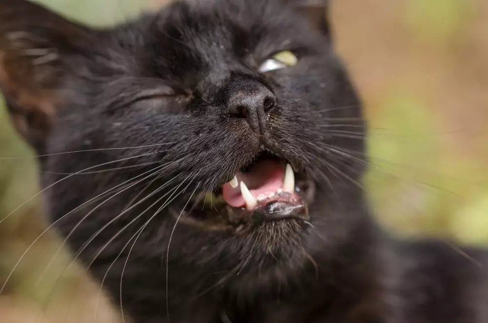 Katter har bruna ögonflöden - orsaker och behandling 283_2