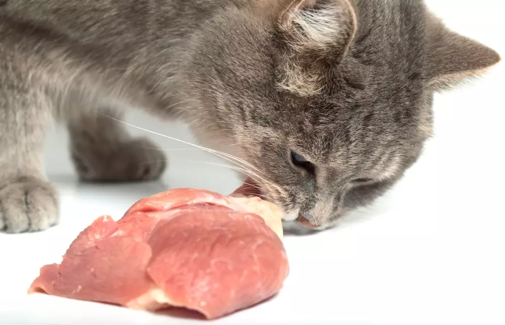 Is it possible to feed a cat with raw meat - which is healthier 323_1