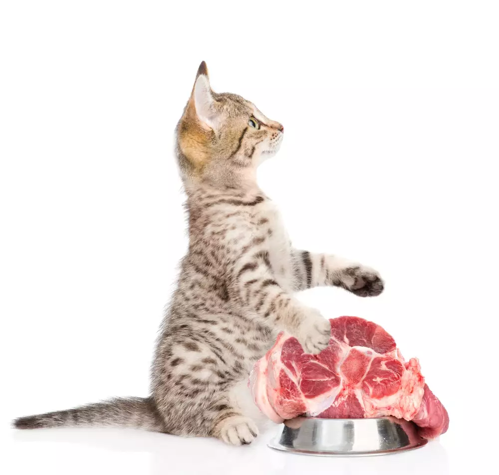 Is it possible to feed a cat with raw meat - which is healthier 323_2