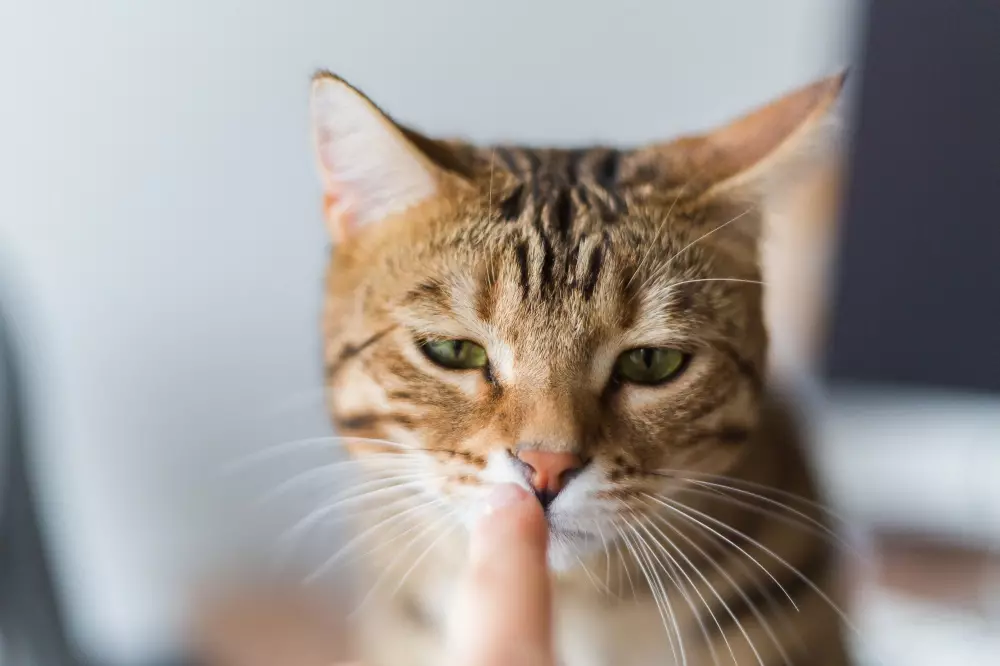 Як підвищити апетит у кішки - коли варто це робити