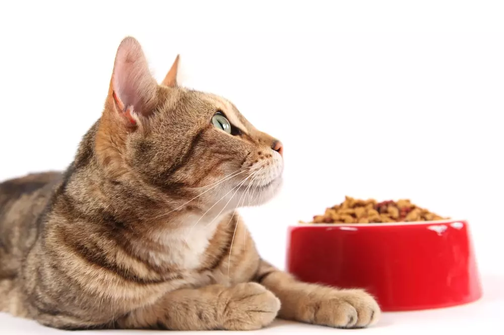 Voedsel Pronatur vir katte - beskrywing, samestelling, tipes, resensies 340_3