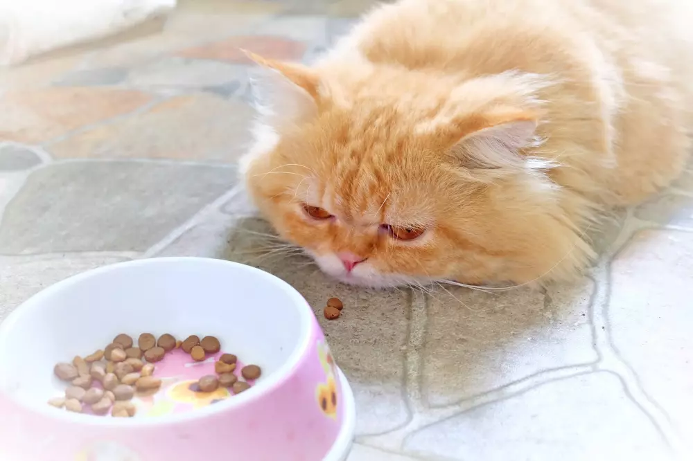 Alimentos Pronatur para gatos: descrición, composición, tipos, comentarios 340_4