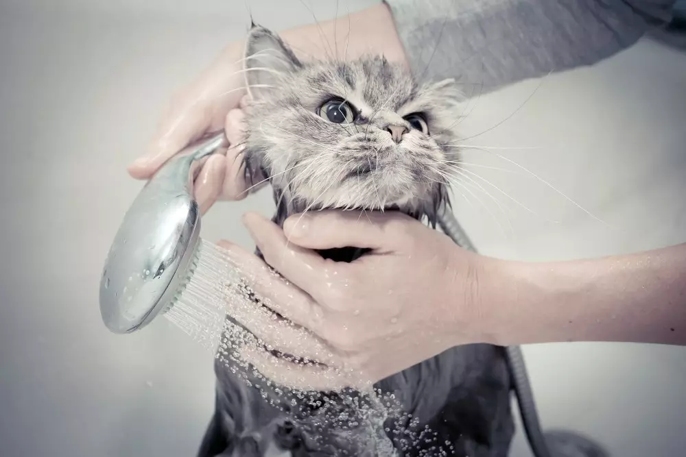 Musí se domácí kočky mýt a jak často?