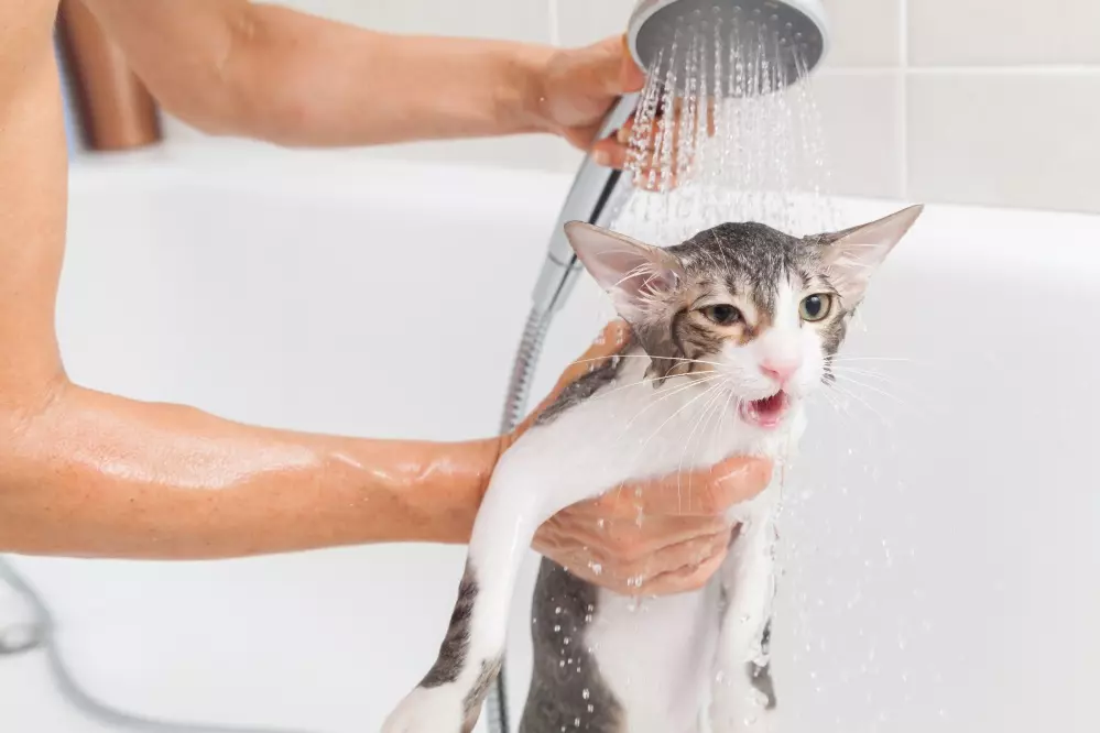 É possível lavar um gato e um gato com shampoo humano normal 360_3