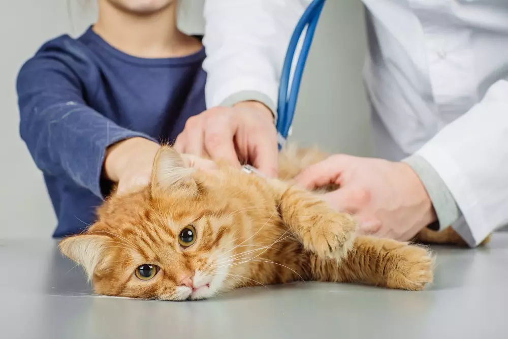 Limpieza de las glándulas paraanales en gatos: cómo hacerlo correctamente y la frecuencia de los procedimientos