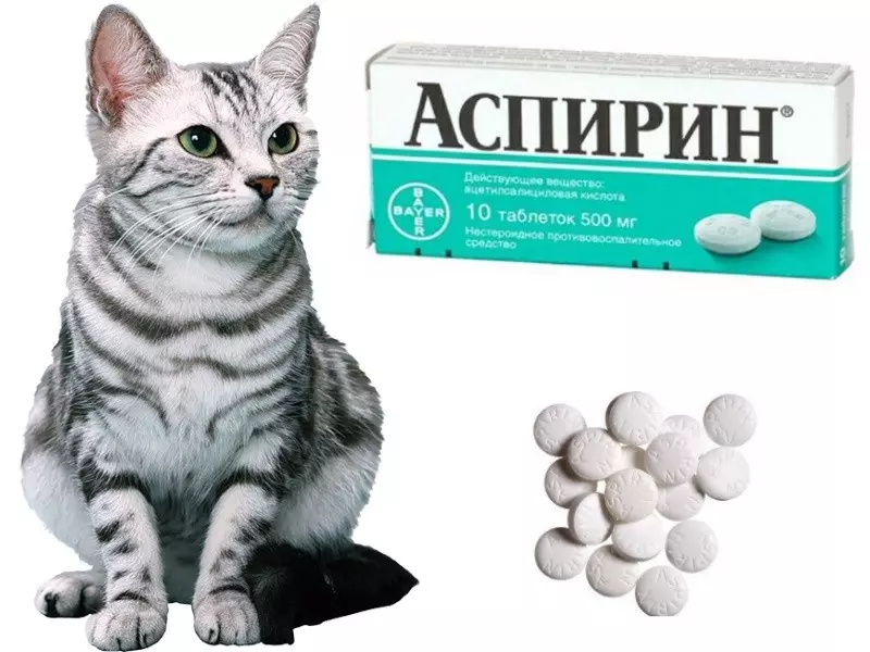 Aspirin ka ucing - tiasa masihan 363_1