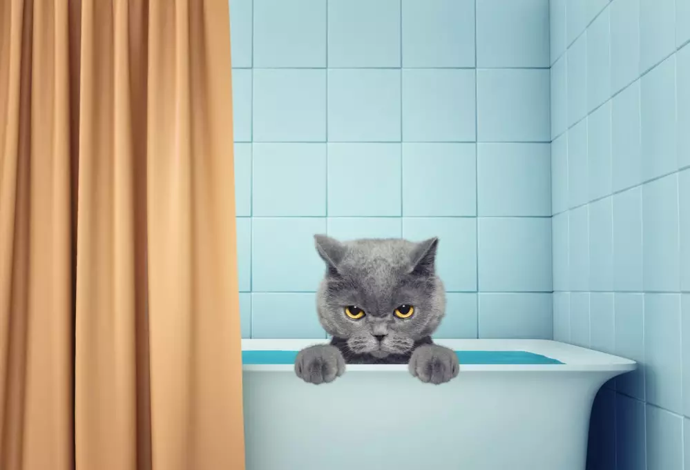 Como lavar seu gato - 7 dicas úteis