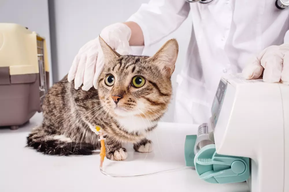 Liječenje mačaka votkom - bolest koja se može liječiti