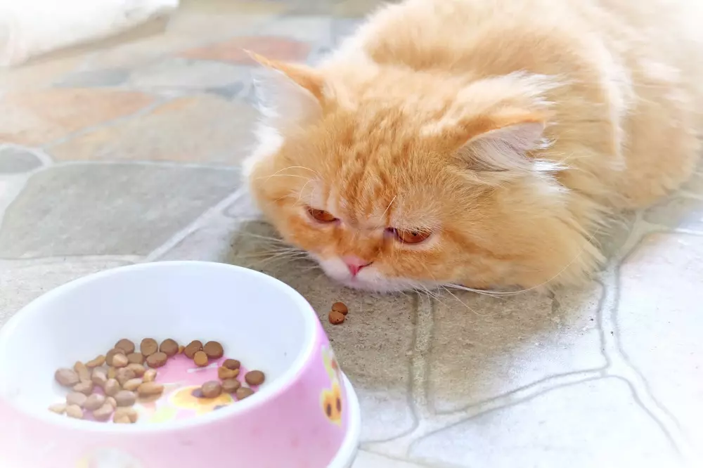 La nourriture sèche pour chats peut-elle être trempée ? 41_1