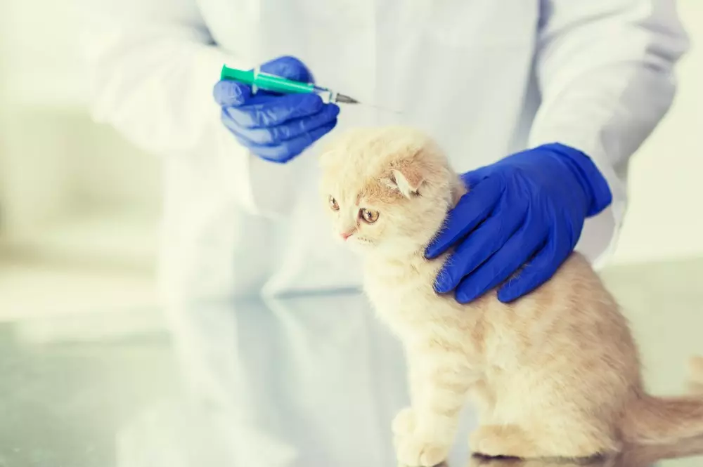 Scots kitten vaccinations and their schedule - when to do 427_1