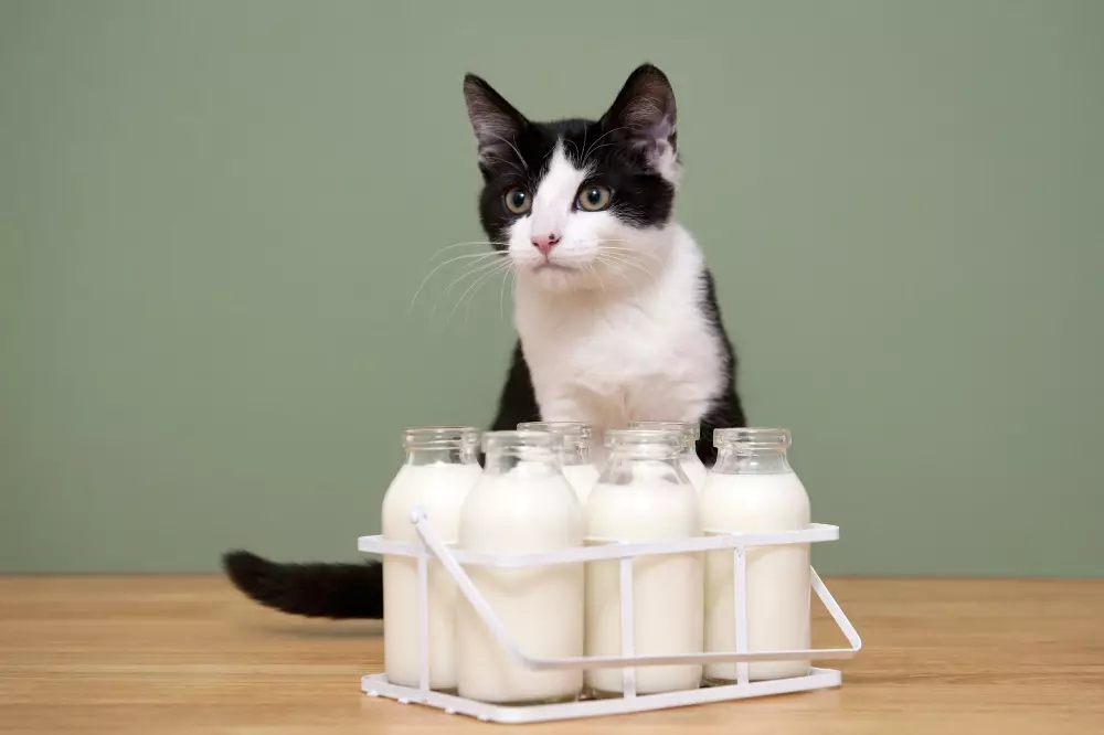 Combien un chat doit manger par jour: les principales règles d'alimentation 42_1