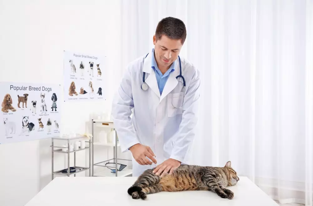 Korstmosinjecties voor katten - wat te doen en wanneer? 430_1