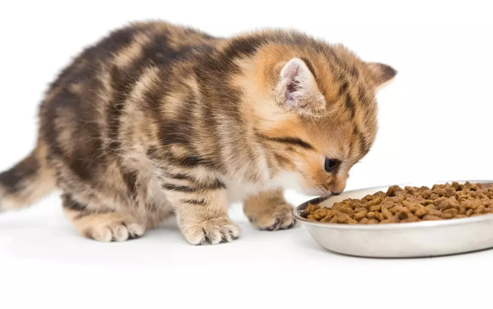 بچه گربه های اسکاتلندی در 4 ماهگی - عکس ، تغذیه ، مراقبت 503_1