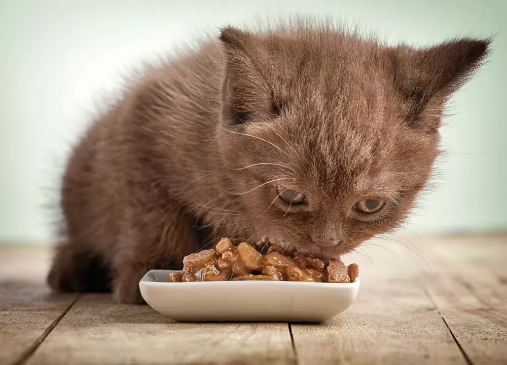 بچه گربه های اسکاتلندی در 4 ماهگی - عکس ، تغذیه ، مراقبت 503_3