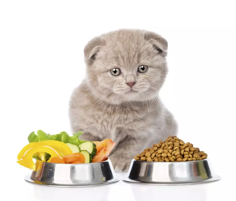 Schottische Kätzchen mit 2 Monaten - Ernährung und Pflege 506_3