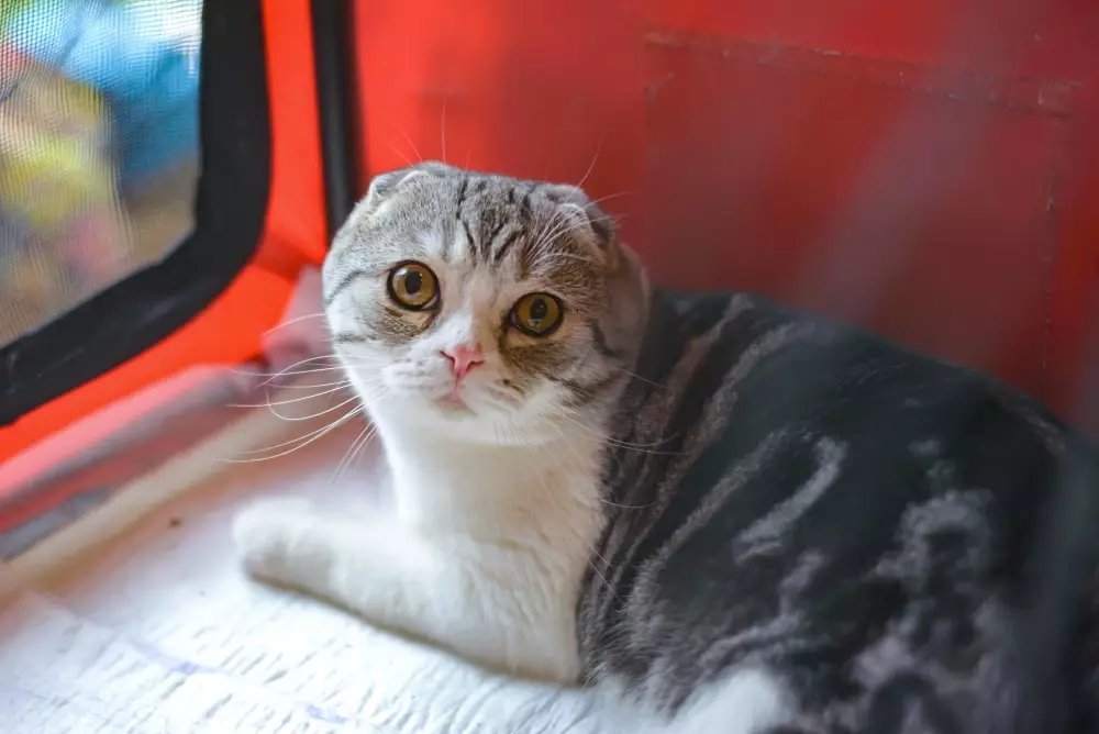 Ile lat żyją koty Scottish Fold? 509_1