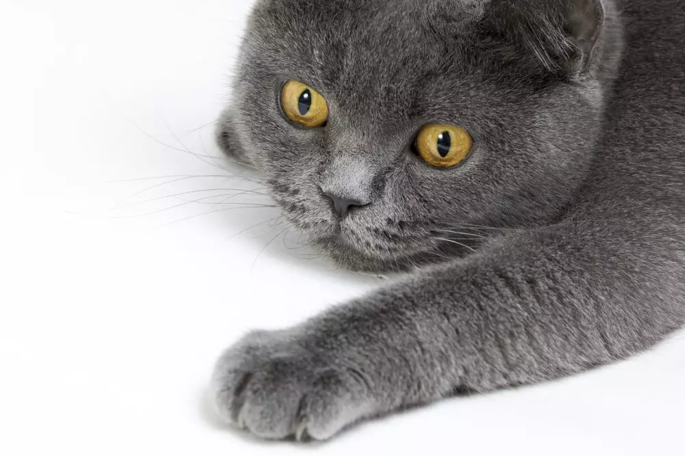 Hoeveel jaar leven Scottish Fold-katten? 509_2