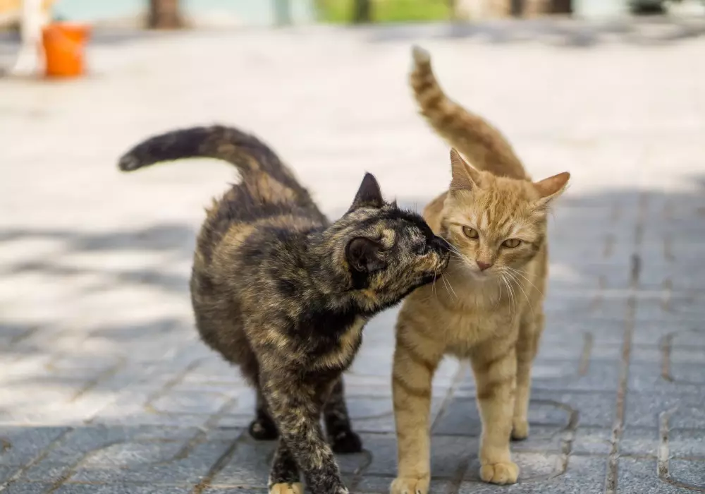 Castração de um gato - preparação, cuidado, preços 528_2