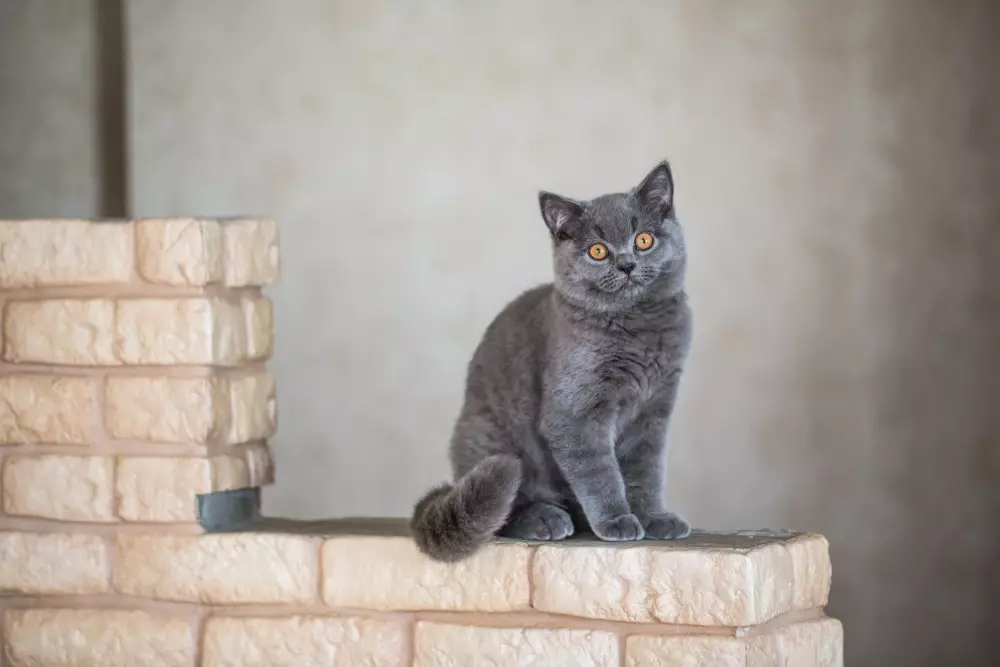 Castración de un gato: consecuencias y riesgos 532_1