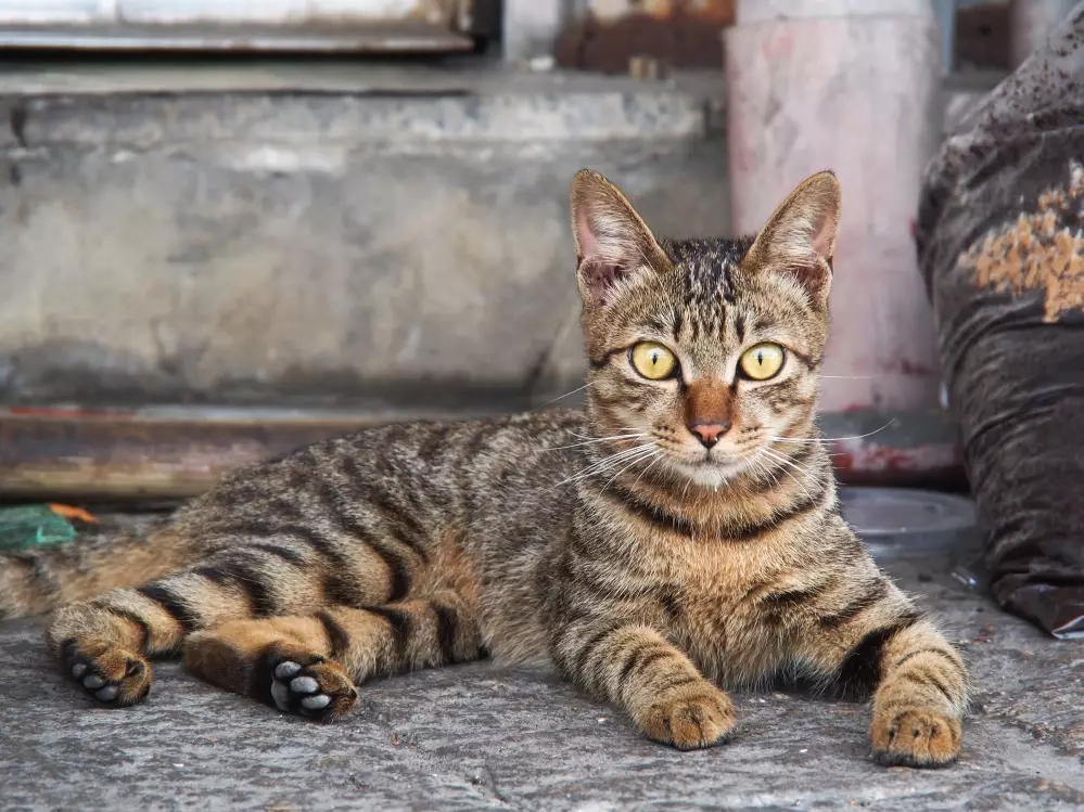 Quando è meglio sterilizzare un gatto - prima o dopo l'estro?