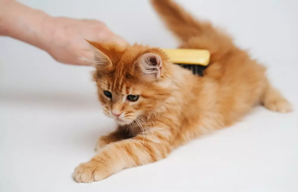 El gato camina: cómo calmarse en casa. 552_2