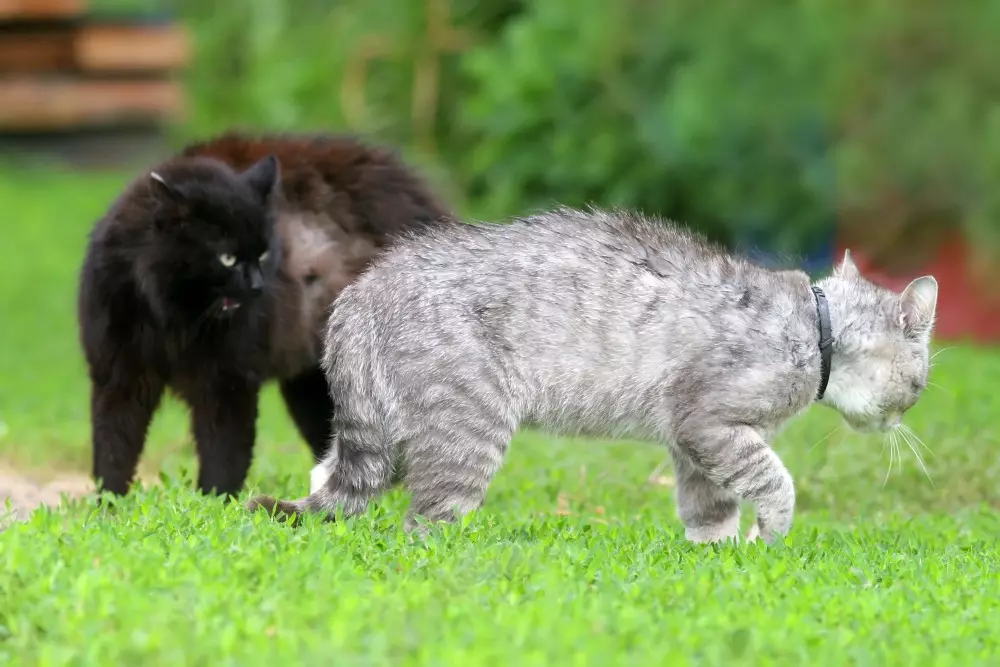 Ucing ngagorowok hoyong ucing - naon anu kedah dilakukeun di bumi 560_2