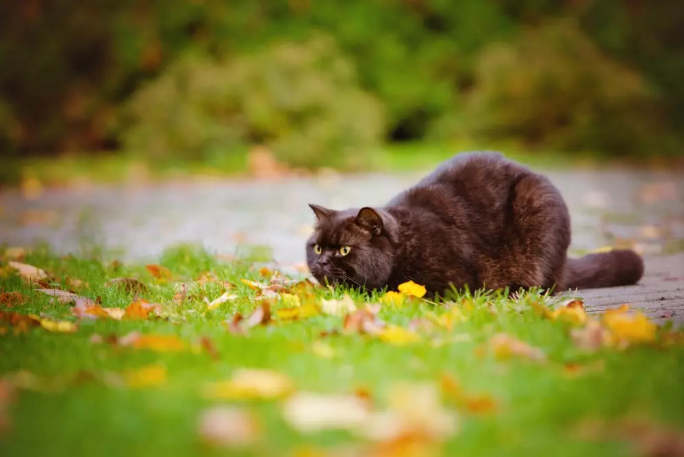 6 causes of worms in cats and cats 584_1