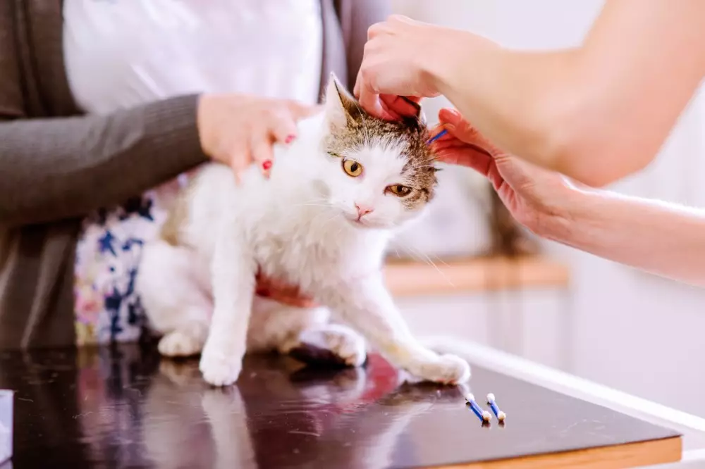 Si të pastroni veshët e maceve në shtëpi