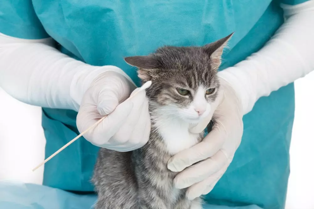 Чи можна чистити вуха кішкам?