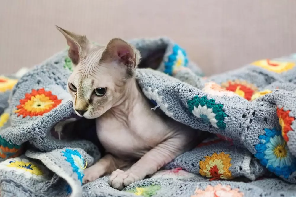 Laparoscopische castratie van katten - voor- en nadelen 638_3