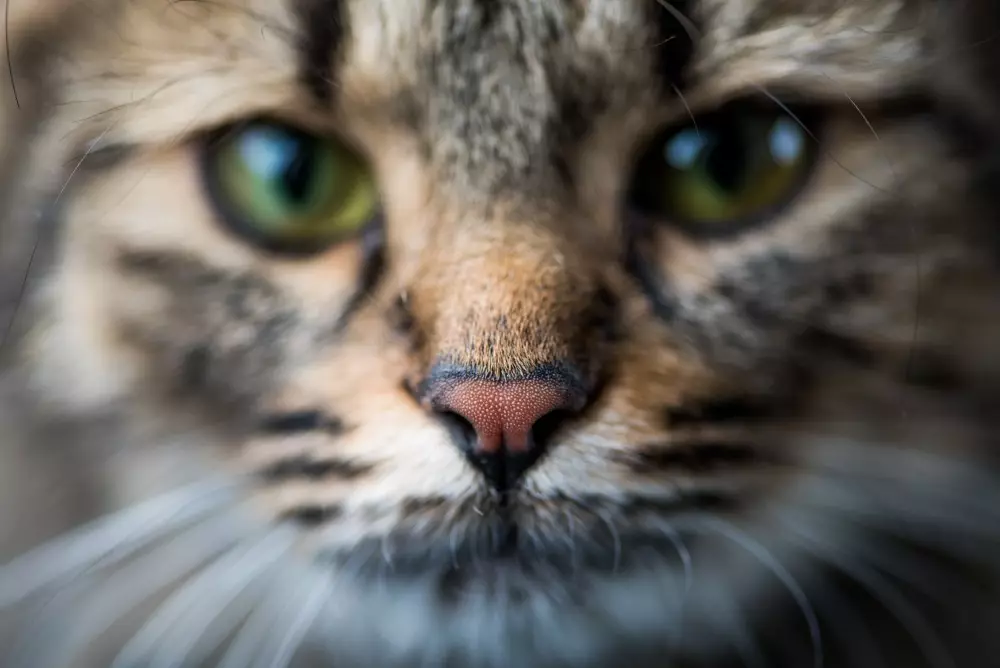 Laparoscopische castratie van katten - voor- en nadelen 638_4