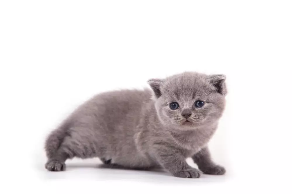 4 peraturan bagaimana menamakan anak kucing Scottish Fold untuk anak lelaki 650_1