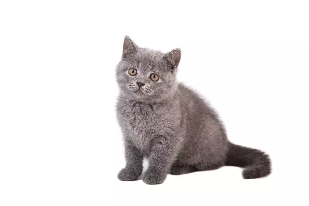 4 règles pour nommer un chaton Scottish Fold pour un garçon 650_2