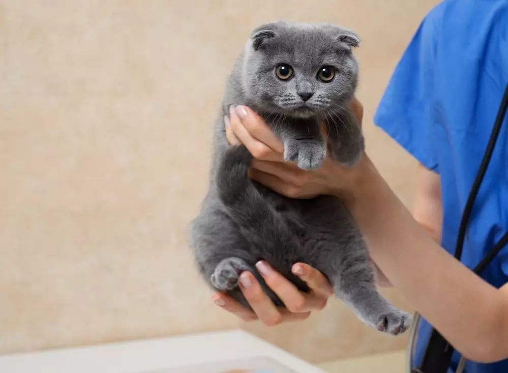 Ka'idoji 4 don yadda za a sanya wa ɗan kyanwa na Scottish Fold 650_3