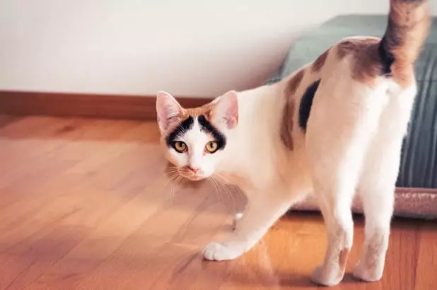 Varför en katt visar sin rumpa: hur man förstår en katt 65_1