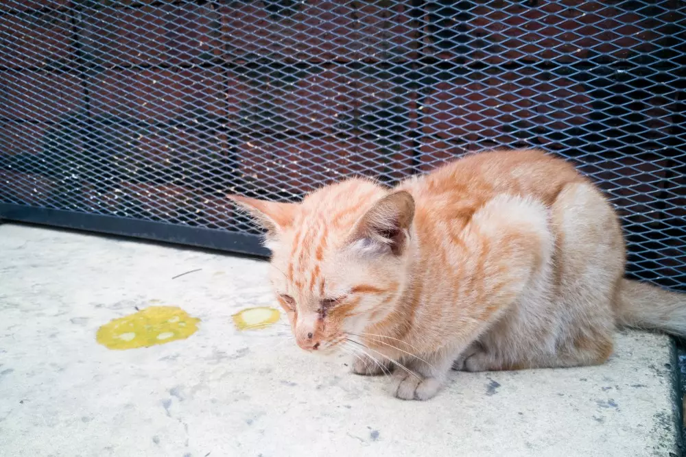 4 raġunijiet għaliex qattus jirremetti l-bili - trattament u prevenzjoni 680_1